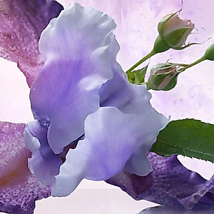 BVLGARI Omnia Amethyste for Women 2.2 oz Eau de Toilette Spray