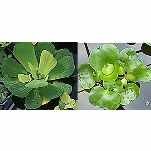 2 Water Lettuce + 2 Water Hyacinth Bundle - Floating Live Pond Plants