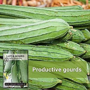 Sow Right Seeds - Luffa Gourd Seed for Planting - Non-GMO Heirloom Packet with Instructions to Plant a Home Vegetable Garden - Great Gardening Gift (2)