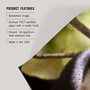 Lantern Press 16x24 Inch Giclee Art Print Wall Decor, Capuchin Monkey