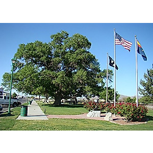 Indoor Bonsai, 20 Years Old, S Trunk Style.