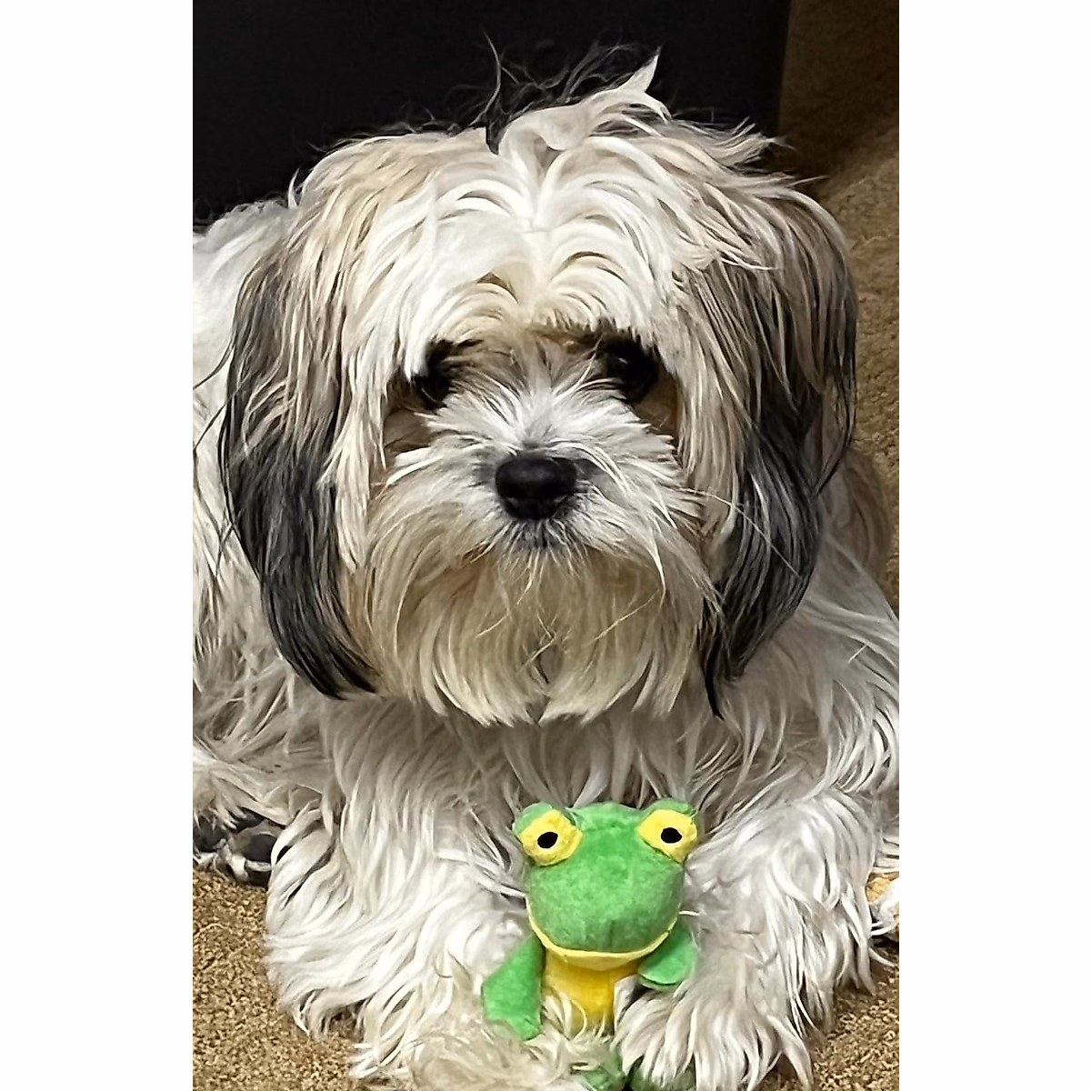Glory To Dog TinyToy Green Frog Plush Dog Toy for Puppies and Small Dogs