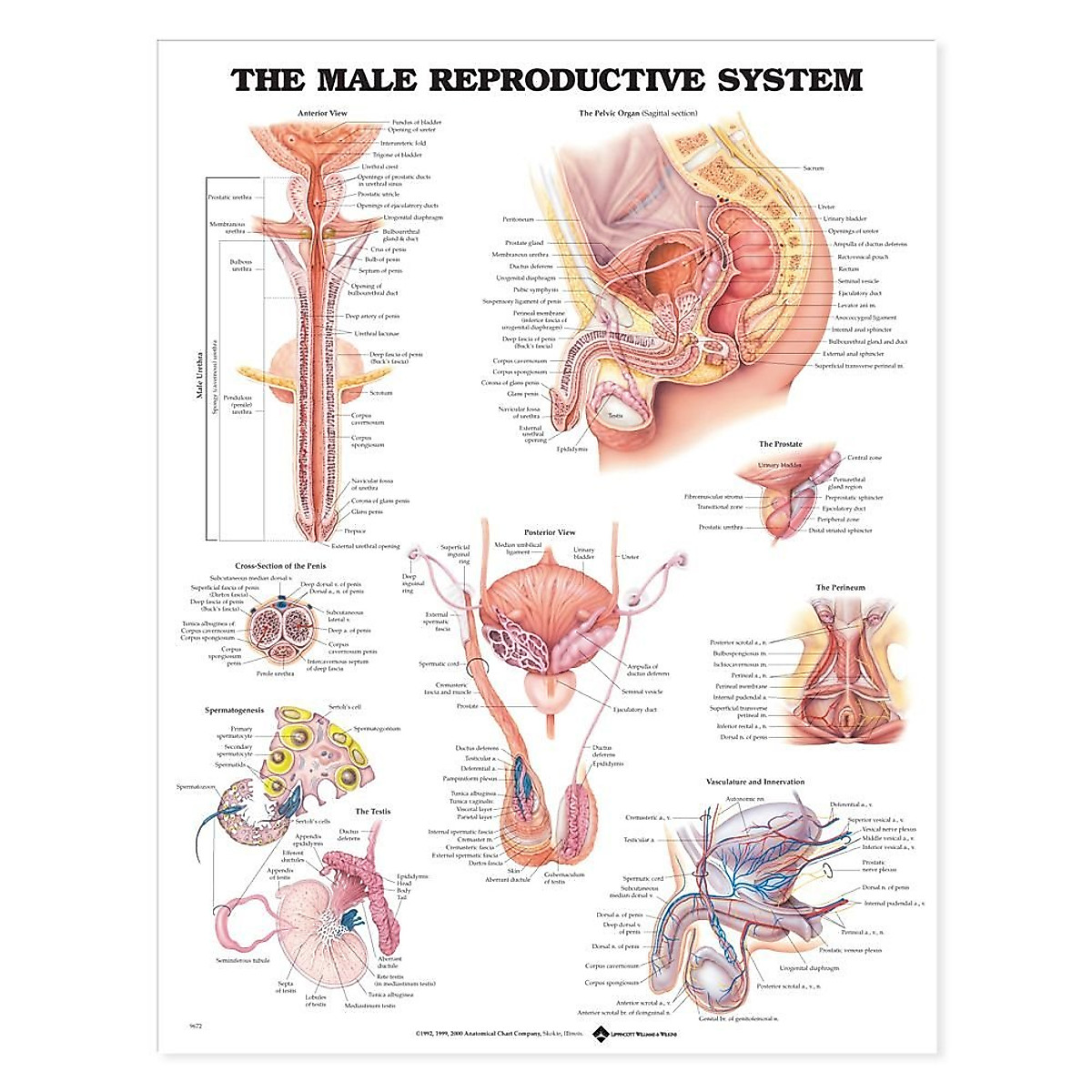 The Male Reproductive System Anatomical Chart