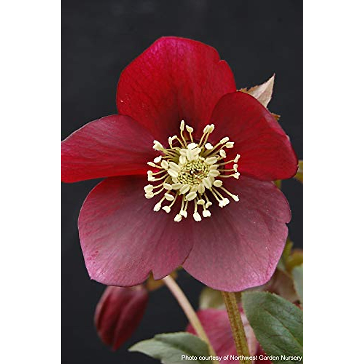 Perennial Farm Marketplace Helleborus x W.J. 'Ruby Wine' (Lenten Rose) Perennial, 1 Quart, Burgundy Flowers