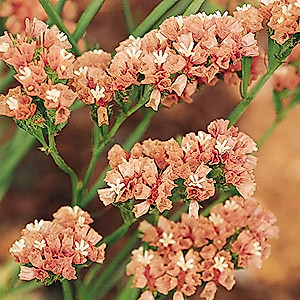 QAUZUY GARDEN 500 Seeds Muti-Colored Statice Flowers Seeds Showy Everlasting Garden Cut Flowers for Dried Arrangements & Bouquets