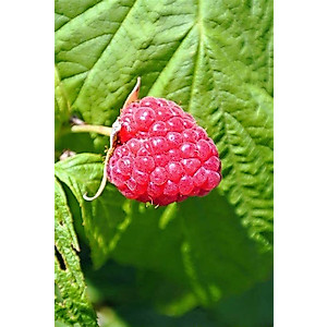 GreenWOW 200+ Red Raspberry Seeds - Non-GMO&Heirloom Organic Friut for Planting Home Garden/Outdoor