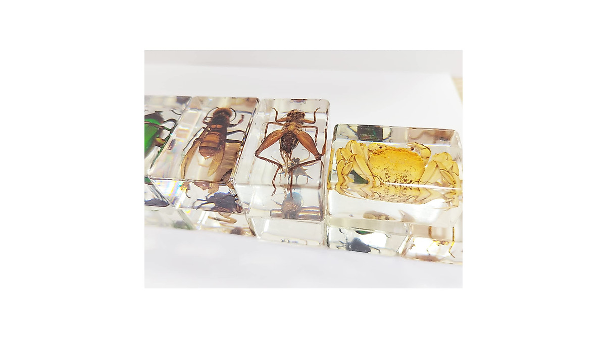 CXUEMH 12-Piece Real Insect Collection - Clear Resin Bug Decor
