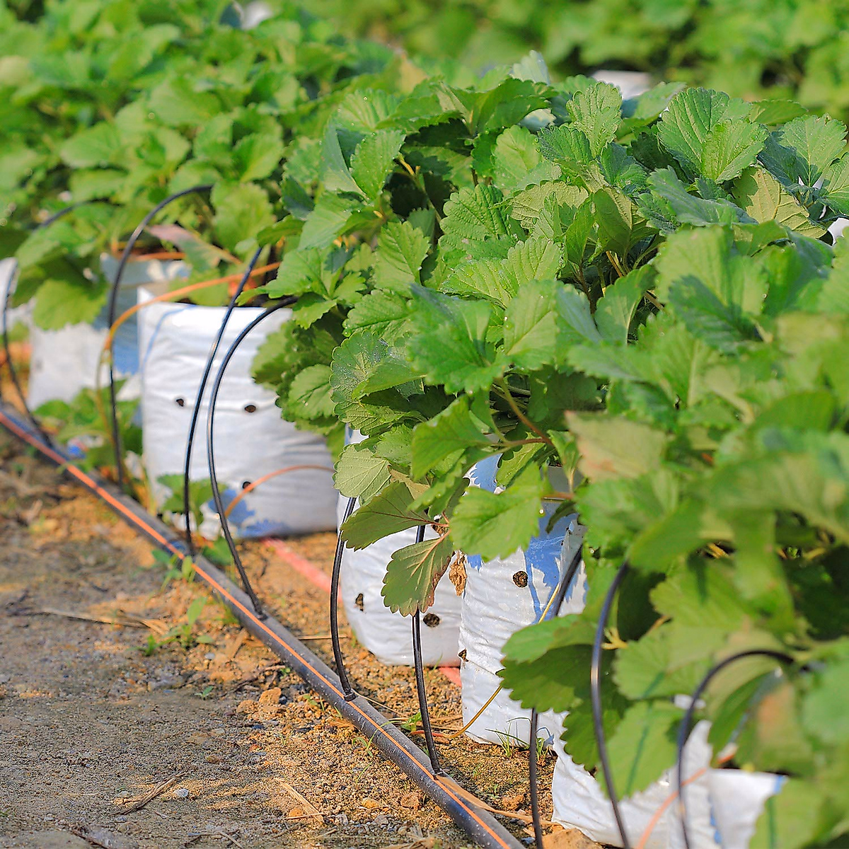 Mudder 10 Pieces Drip Irrigation Hole Punch Tool 4 mm Mini Tubing Drip Watering Hose Accessories for 1/4 Inch Hose, Black