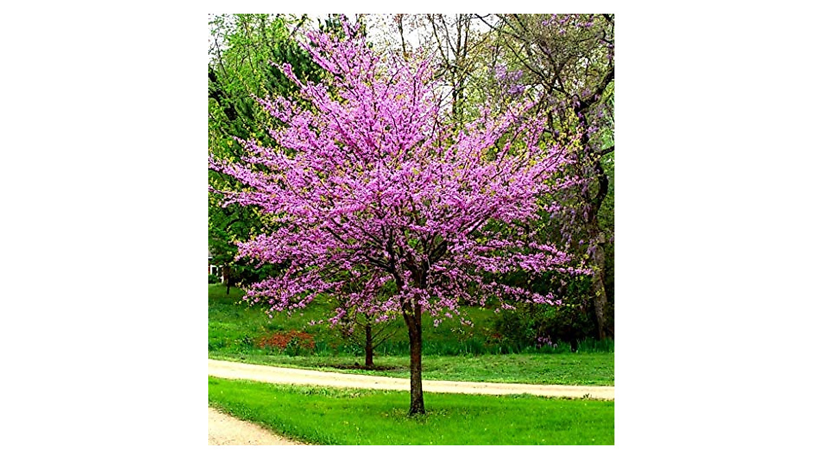 Eastern Redbud Tree Seeds - Grow Beautiful Bonsai