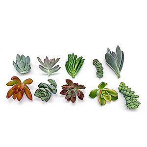 7 Live Succulent Cuttings, NO Roots on Plants, Succulents Plants Live, Great for Terrariums, Mini Garden Starter Plants by The Succulent Cult