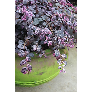 Proven Winner Jazz Hands Loropetalum, 2 Gal, Variegated Pink and White Foliage