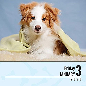 Puppies 2020 Day-to-Day Calendar