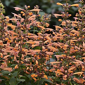 50+ Perennial Arizona Sandstone Hummingbird Mint Flower Seeds for Planting Outdoor- Rare Agastache Seeds Garden Home Plant Non-GMO