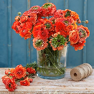 Ranunculus Bulbs - Super Green Orange - 100 Bulbs - Orange Flower Bulbs, Corm Attracts Bees, Attracts Pollinators, Easy to Grow & Maintain, Fragrant, Container Garden