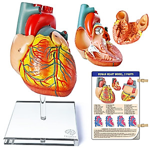 EVOTECH SCIENTIFIC Human Heart Model For Anatomy, 2 - Part Heart Models Anatomy Life Size Medical Heart Model for Classroom and Cardiology Study