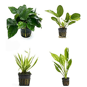 4 Potted Live Aquarium Plants Bundle - Anubia, Amazon Sword, Kleiner Bar, Narrow Leaf