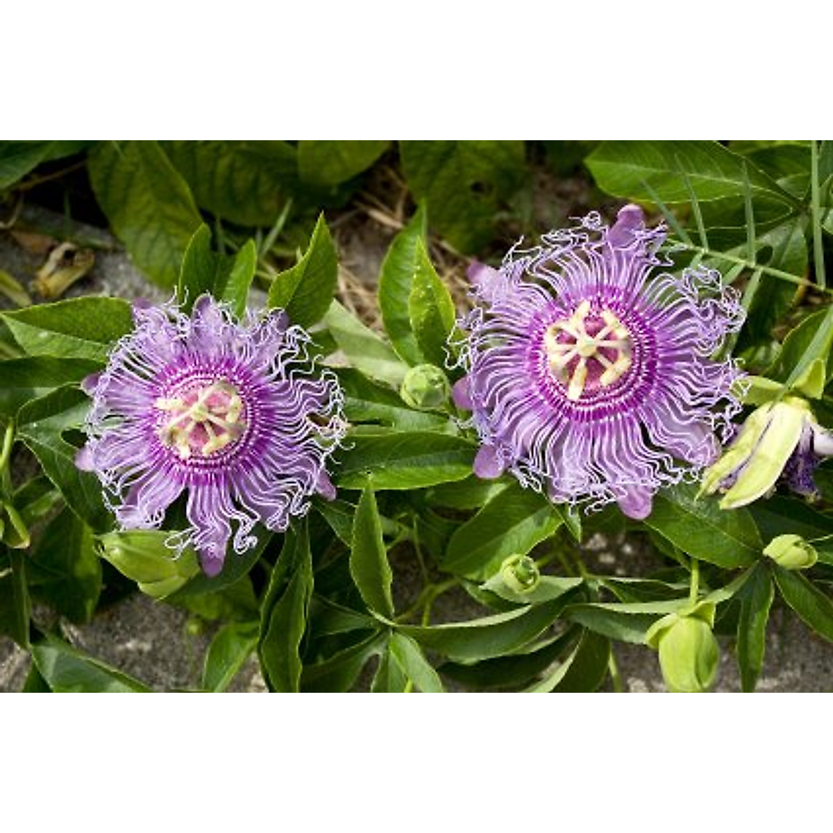 9GreenBox - Maypop Purple Passion Flower - 4'' Pot Live Plant Ornament Decor for Home, Kitchen, Office, Table, Desk - Attracts Zen, Luck, Good Fortune - Non-GMO, Grown in The USA