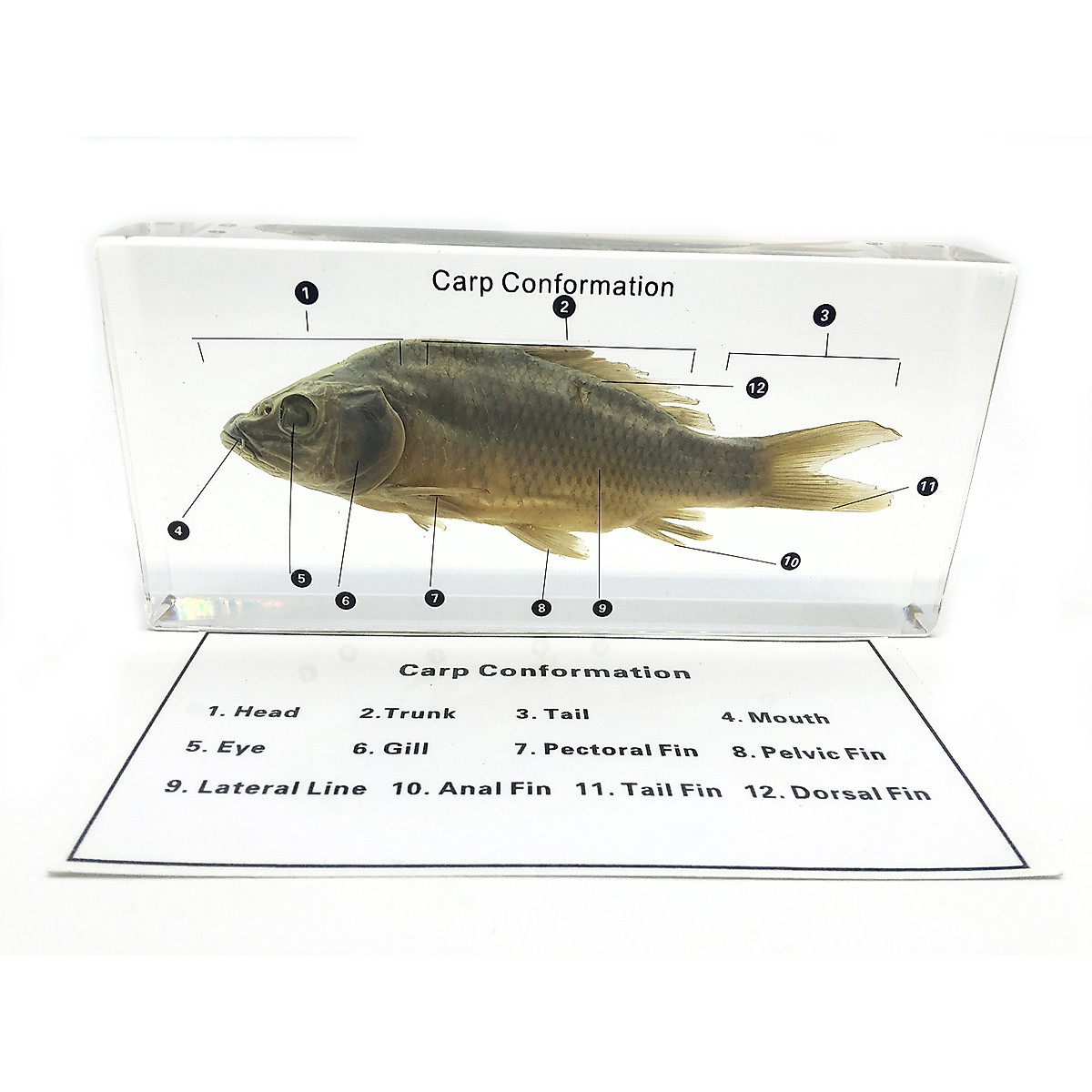 Fish Carp Conformation Specimen in Acrylic Block Paperweights Science Classroom Specimens for Science Education