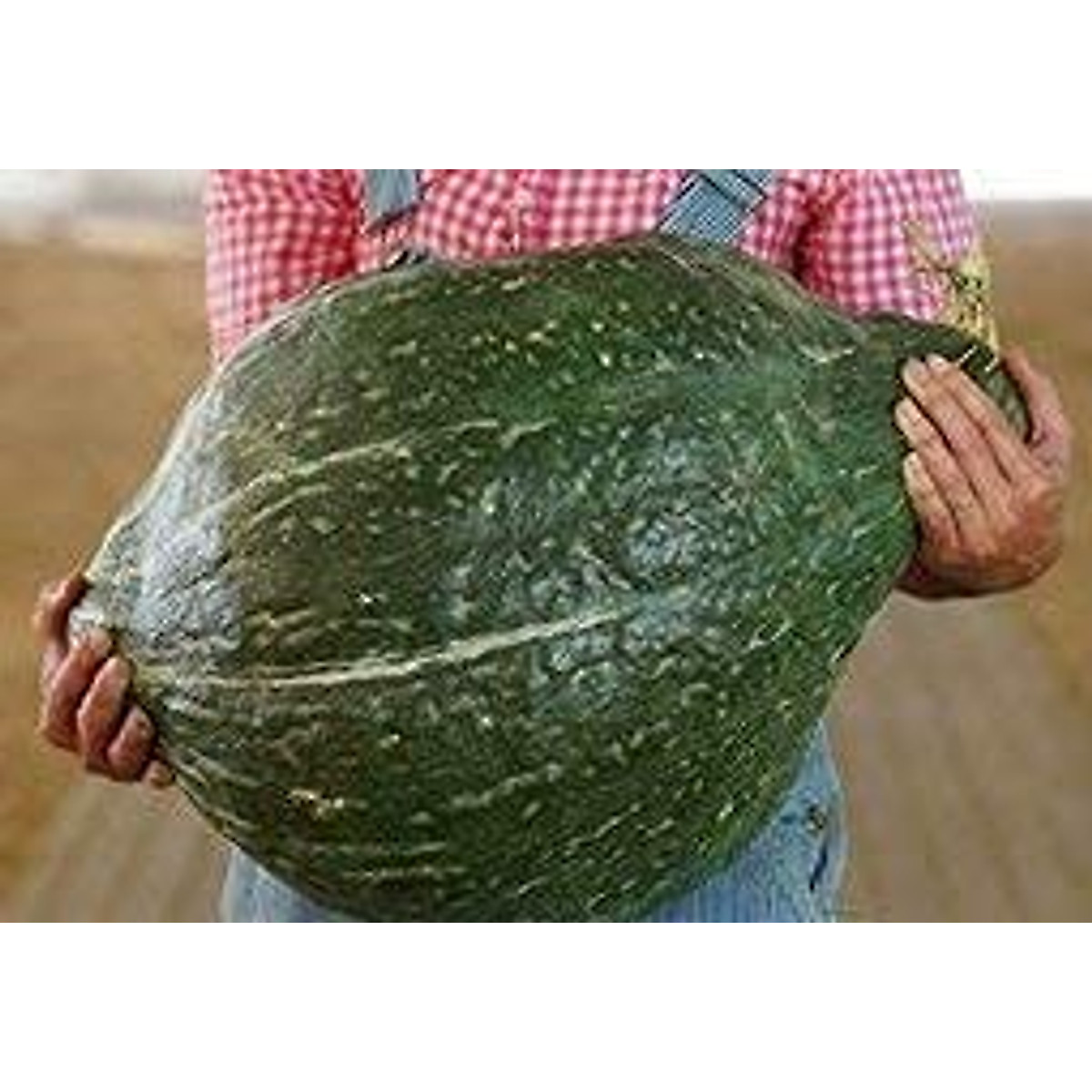 True Green Improved Hubbard Squash Seeds for Planting, 25 Heirloom Seeds Per Packet, (Isla's Garden Seeds), Non GMO Seeds, Scientific Name: Cucurbita Maxima, Great Home Garden Gift