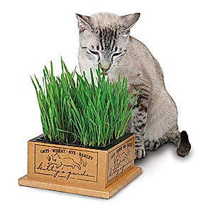 Smartcat 3844 Kitty’S Garden Edible Grass Planter 6.8 x 6.2 x 3 inches