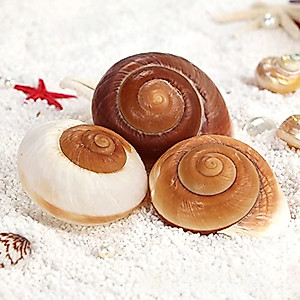 QICQDRAM 2 PCS Muffin Snail Large Hermit Crab Shells 2.7~3.5Inch Natural Sea Conch Opening Size 1"~1.5" Hermit Crab Supplies