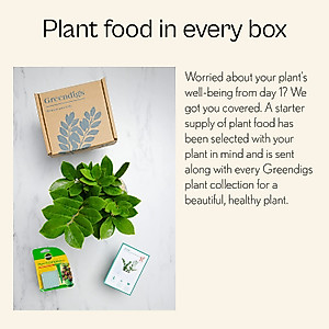 Greendigs Lemon Lime Dracaena Plant in Black Ceramic Fluted 5-Inch Pot - Houseplant Pre-Potted with Premium Soil