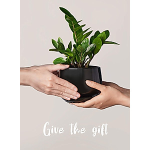 LE TAUCI Plant Pots, 4.1+5.1+6.5 inch, Set of 3, Ceramic Planters with Drainage Hole and Saucer, Indoor Flower Pot with Hole Mesh Pad, Gifts for Mom, Black