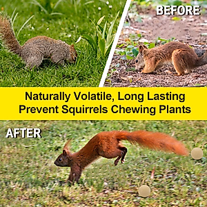 Squirrel Repellent Outdoor,Chipmunk Repellent Outdoor,Mint Squirrel Deterrent Outdoor,Squirrel Repellents for Garden, Get rid of Squirrels, Multi-Use Formula for Gardens, Attics and Around Home 8P