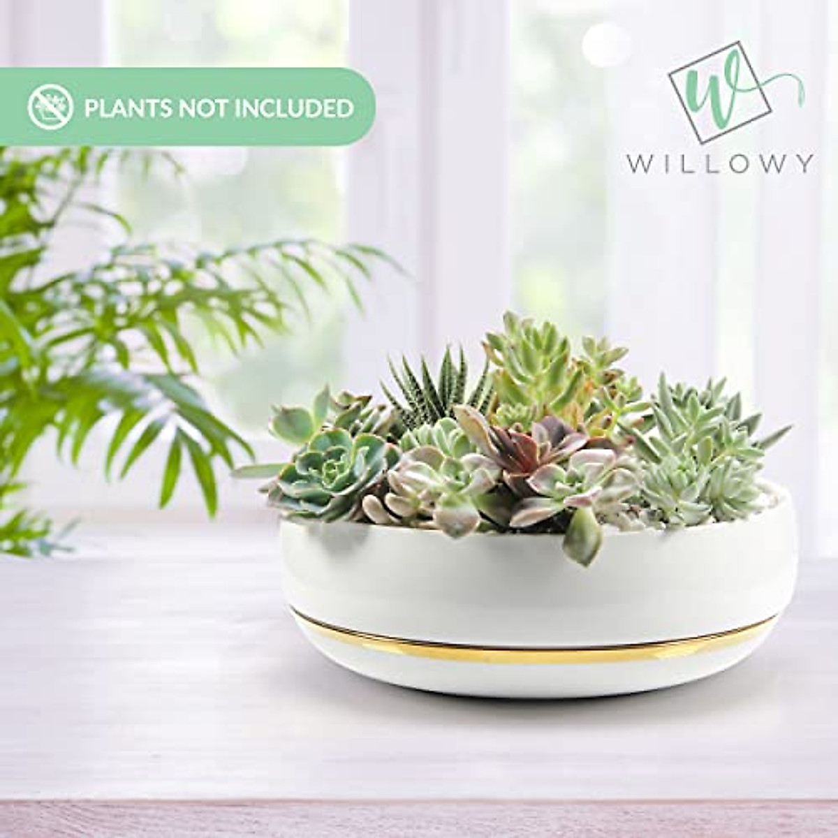 Large Succulent Planter with Drainage Tray - 10 Inch White Bowl with Metallic Gold - Modern Bonsai, Cactus, & Succulent Pot with Saucer - No Plants Included