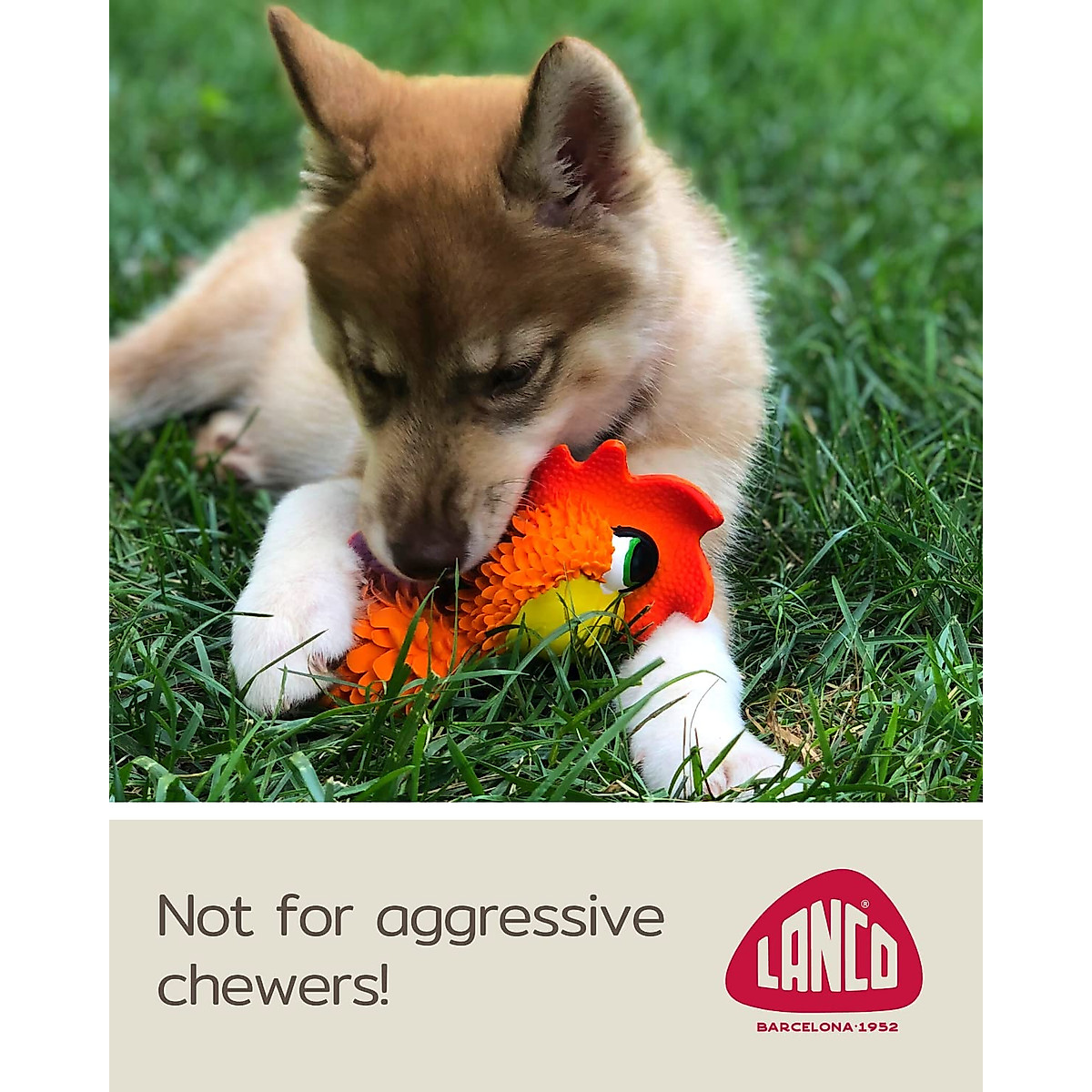 Puppy Toys - Squeaky Dog Toy - Natural Rubber Latex - Sensory Dog Toy - 5" Tall - Medium Breeds & Puppies - Complies with Same Safety Standards as Baby Toys