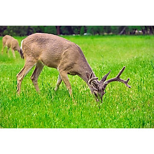 Timothy Grass Seed Climax 1 Pound OrOlam