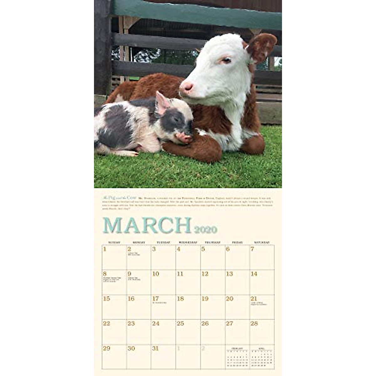 Unlikely Friendships Wall Calendar 2020