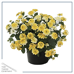 Live Flowering Lantana - Color Mix (2 Plants Per Pack) - Grower's Choice Multi Color Blooms, Healthy Blooming Pollinator, 8" Tall by 5" Wide in 1 Qt Pot