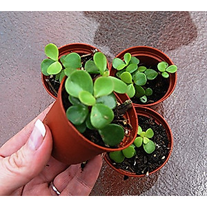 Elephant Bush - Portucalaria Afra Solid Green Bonsai – Mini Jade Tree Plant