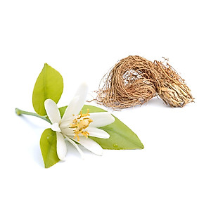 Derek Lam 10 Crosby - Rain Day - 5.9 Oz Eau De Parfum - A Refreshing, Light Fragrance Mist For Women - Perfume Spray With Citrusy Neroli And Green Vetiver Notes