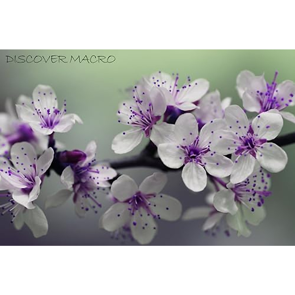 10x High Definition 2 Element Close-Up (Macro) Lens for Nikon, Canon, Sony, Panasonic, Fujifilm, Pentax & Olympus DSLR's (40.5mm)