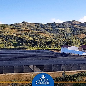 Alto Grande Premium Coffee Whole Bean - 2 Lbs (Pack of 1)