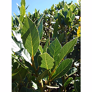 Bay Leaf Laurel Tree Live Plant Herb Bush for Planting Ornament Perennial 4 to 8 Inch Tall