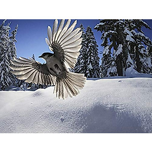 Replacement Door (HERO11 Black/HERO10 Black/HERO9 Black) - Official GoPro Accessory, ADIOD-001