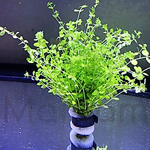 Pearlweed Bundle Micranthemum Micranthemoides Freshwater Carpet Live Aquarium Decorations Aquatic Plants for Fish Tank