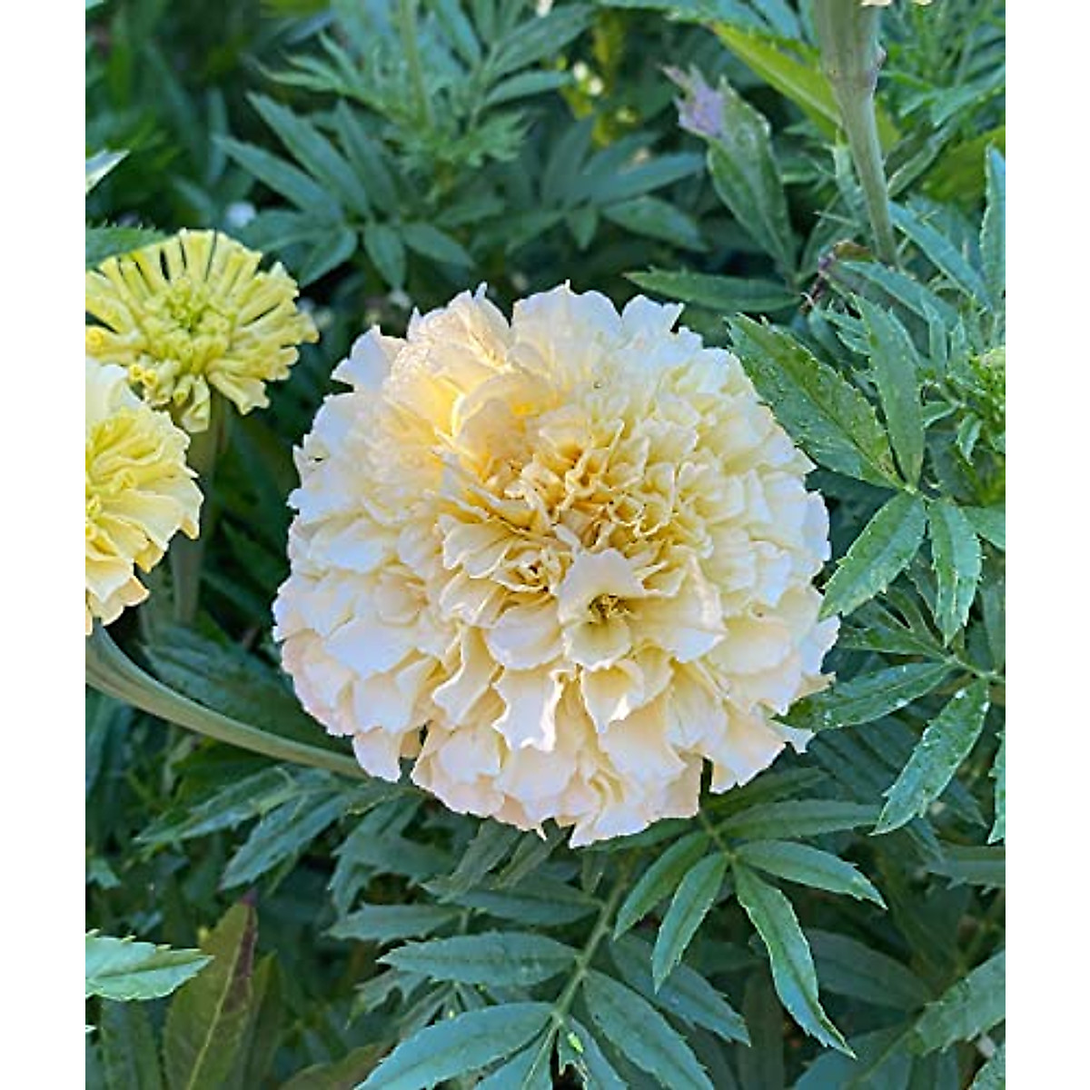 Burpee Snowball Marigold Seeds 50 seeds