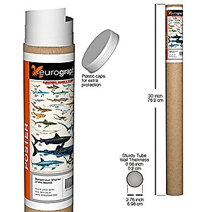 EuroGraphics Dangerous Sharks Poster, 36 x 24 in