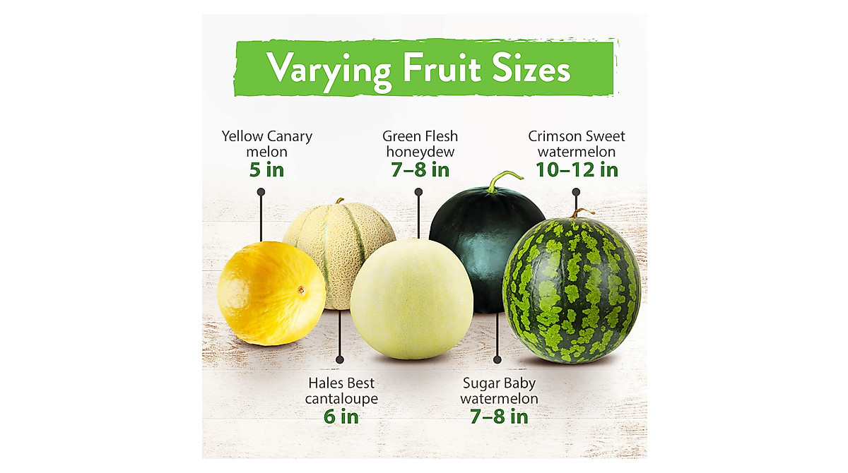 HOME GROWN 5 Melon Seeds Variety Pack - Fresh & Sweet