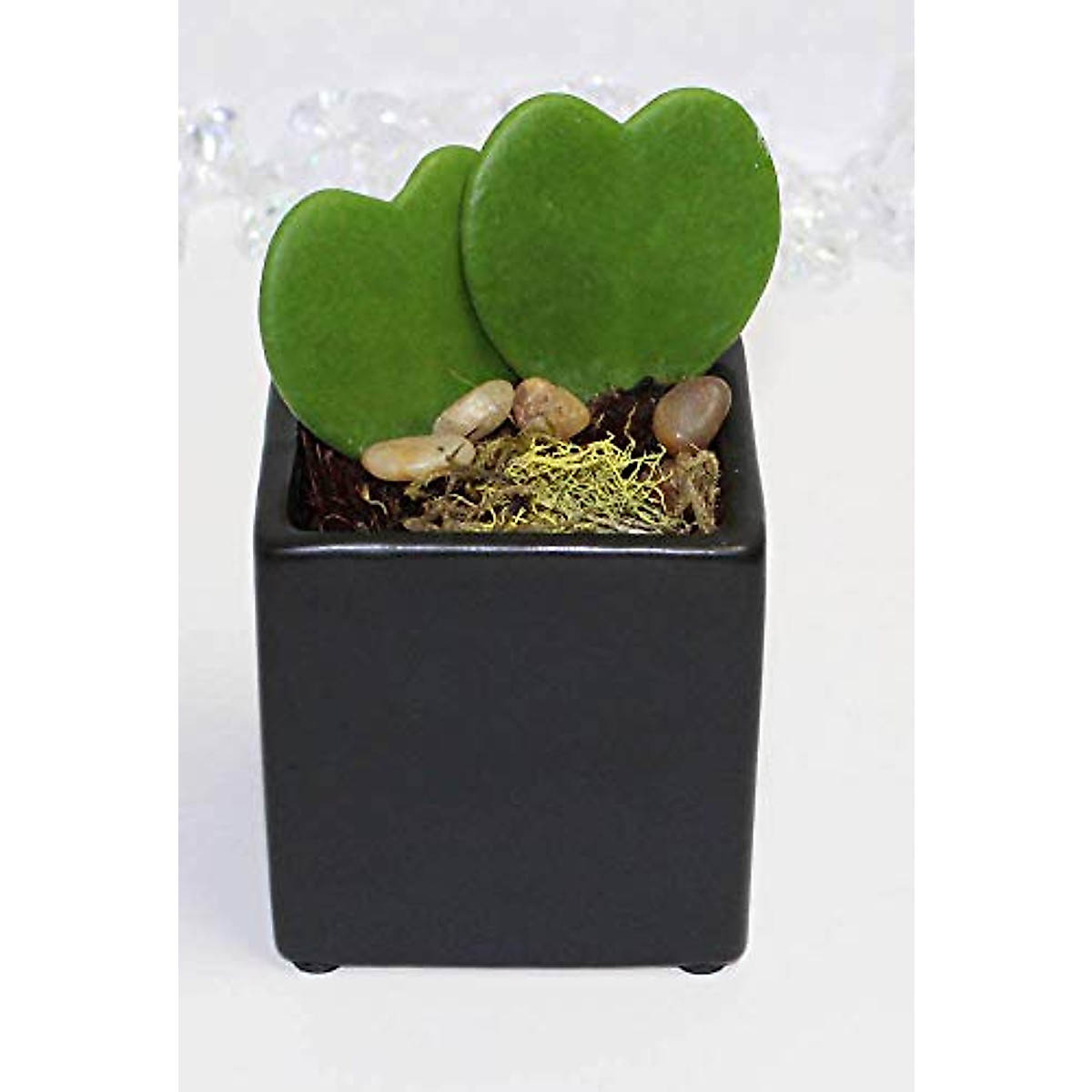 Athena's Garden Modern Black Pot with Polished River Rocks and Lichen. Live Heart-Shaped Hoya Plants Square, Green