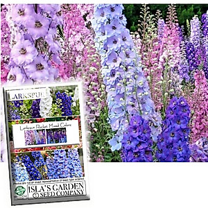 Larkspur Rocket Mix Colors Blend Flower Seeds, 250+ Flower Seeds Per Packet, (Isla's Garden Seeds), Non GMO & Heirloom Seeds, Botanical Name: Delphinium ajacis, Great Home Garden Gift