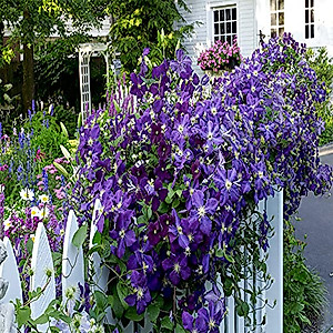 50 Dark Purple Clematis Seeds Bloom Vine Climbing Perennial Flowers Garden Flower, Easy to Grow & Low-Maintenance-QAUZUY GARDEN