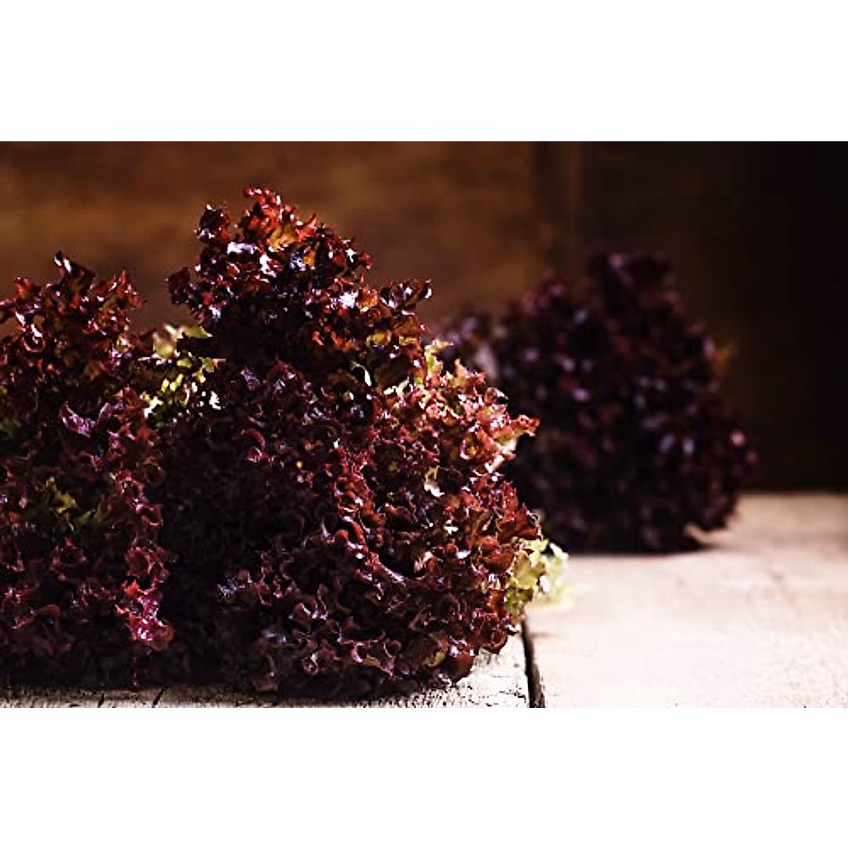 Salad Bowl Red Leaf Lettuce Seeds for Planting, 1000+ Heirloom Seeds Per Packet, (Isla's Garden Seeds), Non GMO Seeds, Botanical Name: Lactuca Sativa