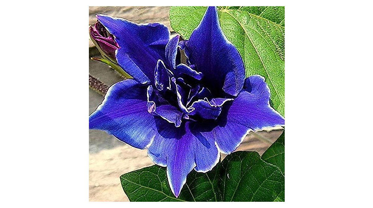 Ipomoea Nil Morning Glory Blue Picotee Seeds - 50 Pack