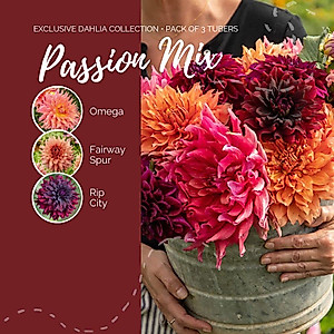 Dahlia Bulbs (Dinnerplate) - Passion Mix - 9 Bulbs - Mixed Flower Bulbs, Tuber Attracts Bees, Attracts Butterflies, Attracts Pollinators, Easy to Grow & Maintain, Fast Growing, Cut Flower Garden