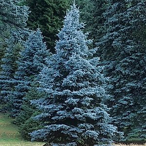 Colorado Blue Spruce Seeds for Planting Bonsai Tree Seeds Non GMO Heirloom for Privacy or Landscaping 50+
